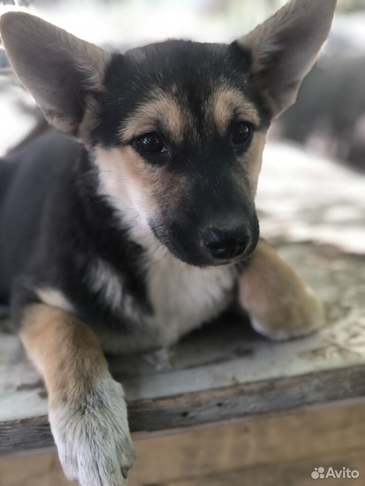 Немецкая овчарка (метиз)