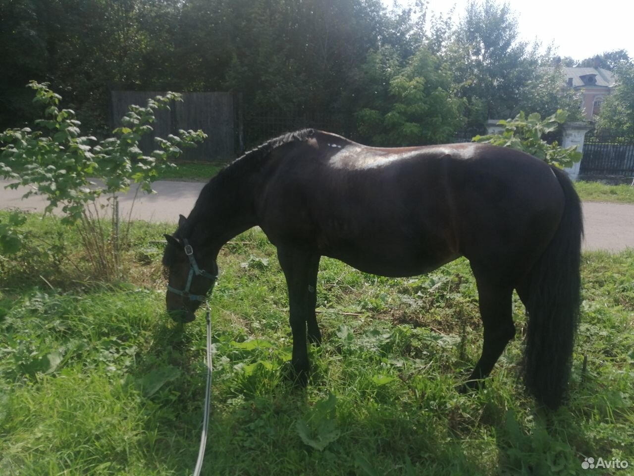 Продается универсальная лошадь