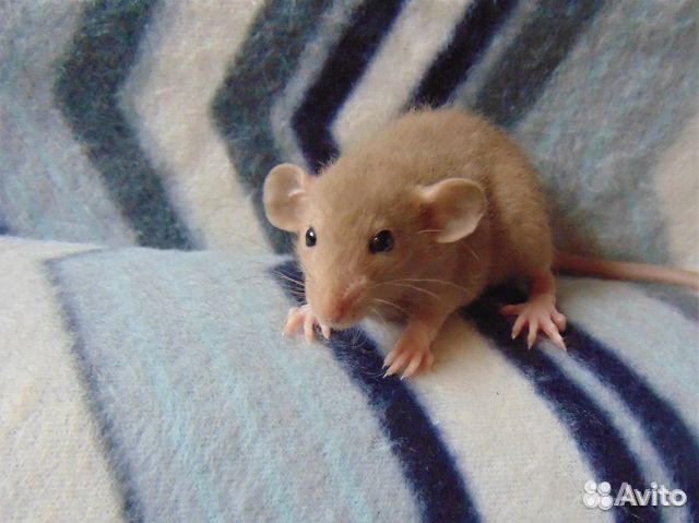 Крысята - очаровашки - дамбики - клекти, гамак