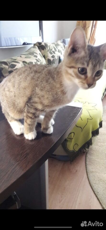 Котята 3,5 мес