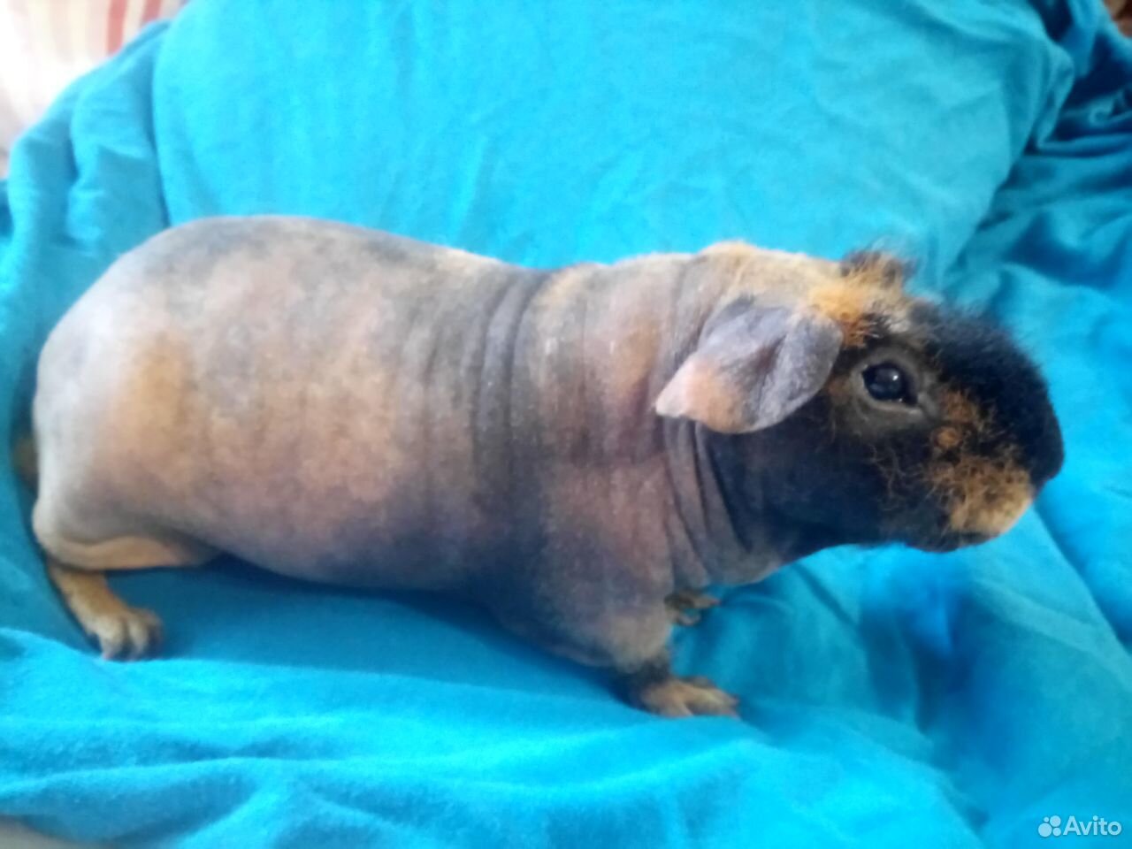 Морская свинка скинни самец