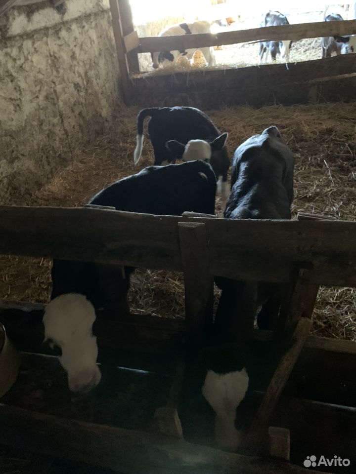 Телята и бычки