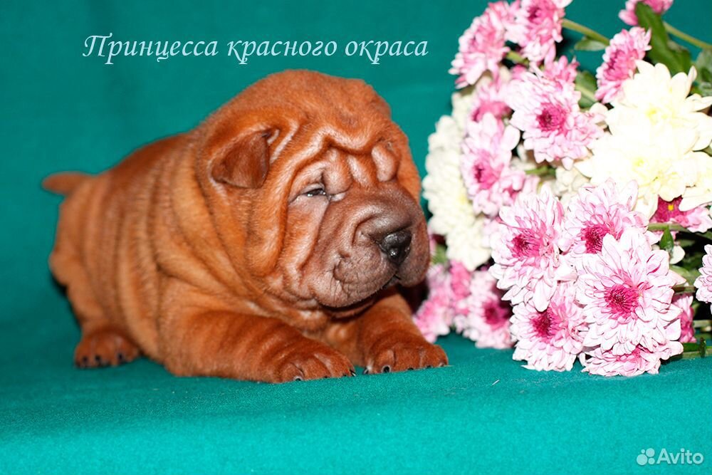 Cказочная принцесса