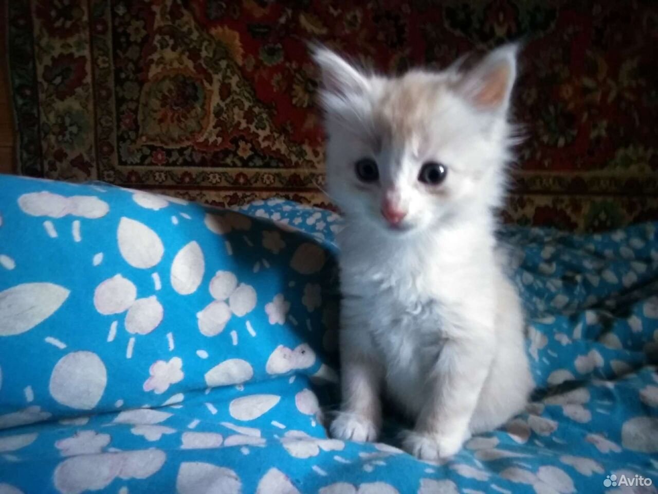 Кошка Анюта-Солнышко 1месяц