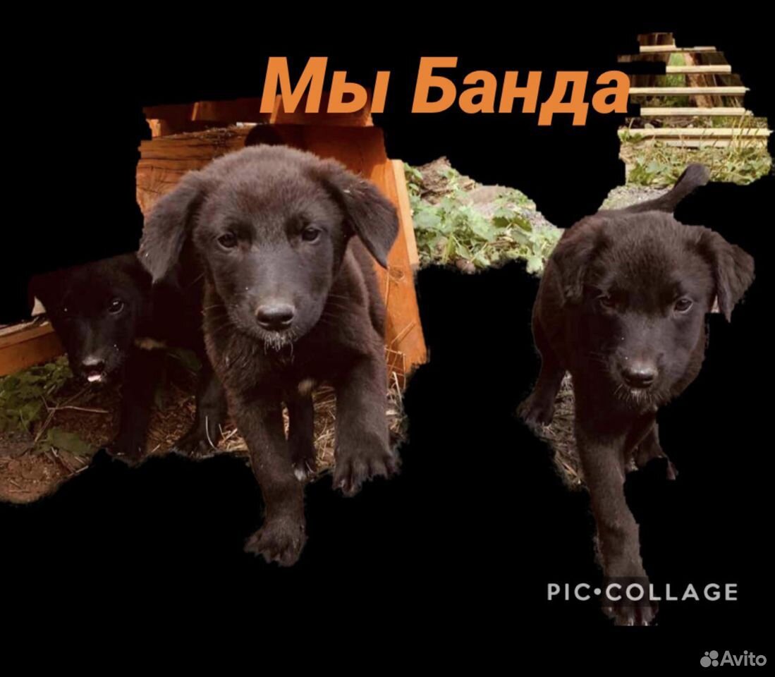Щенок