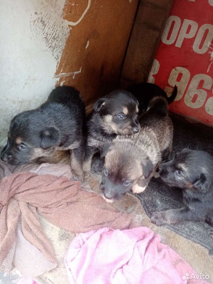 Щенята дворняги
