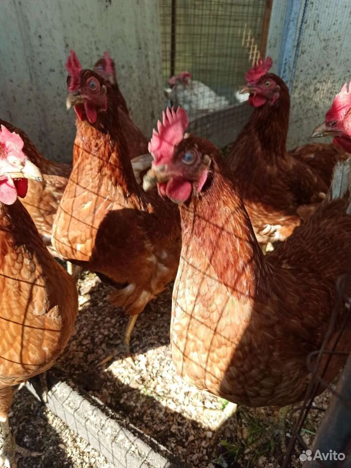 Куры несушки, 8 месяцев, несутся
