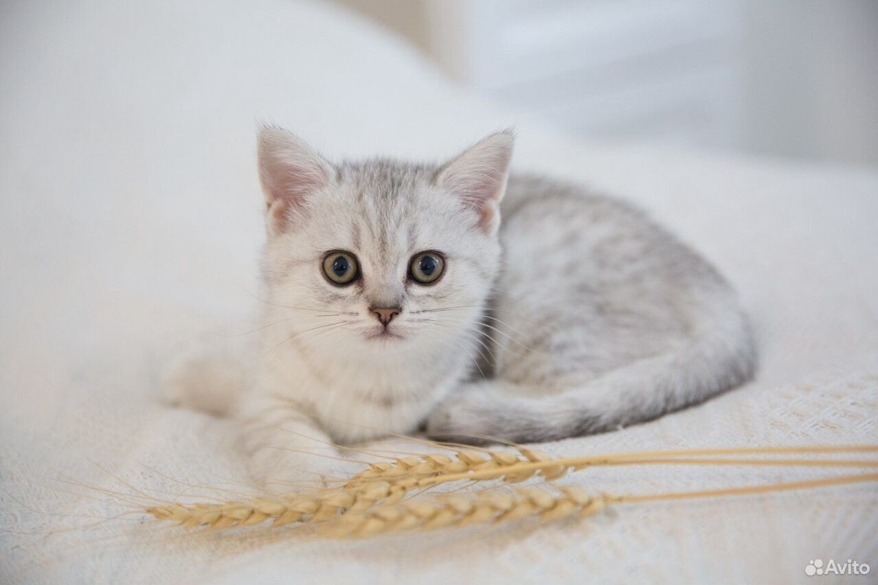 Шотландские короткошерстные котята