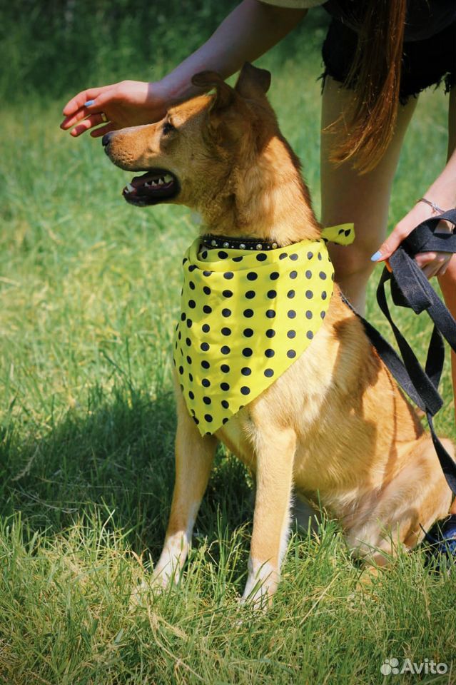 Сандра ищет дом её возвращают из-за аллергии