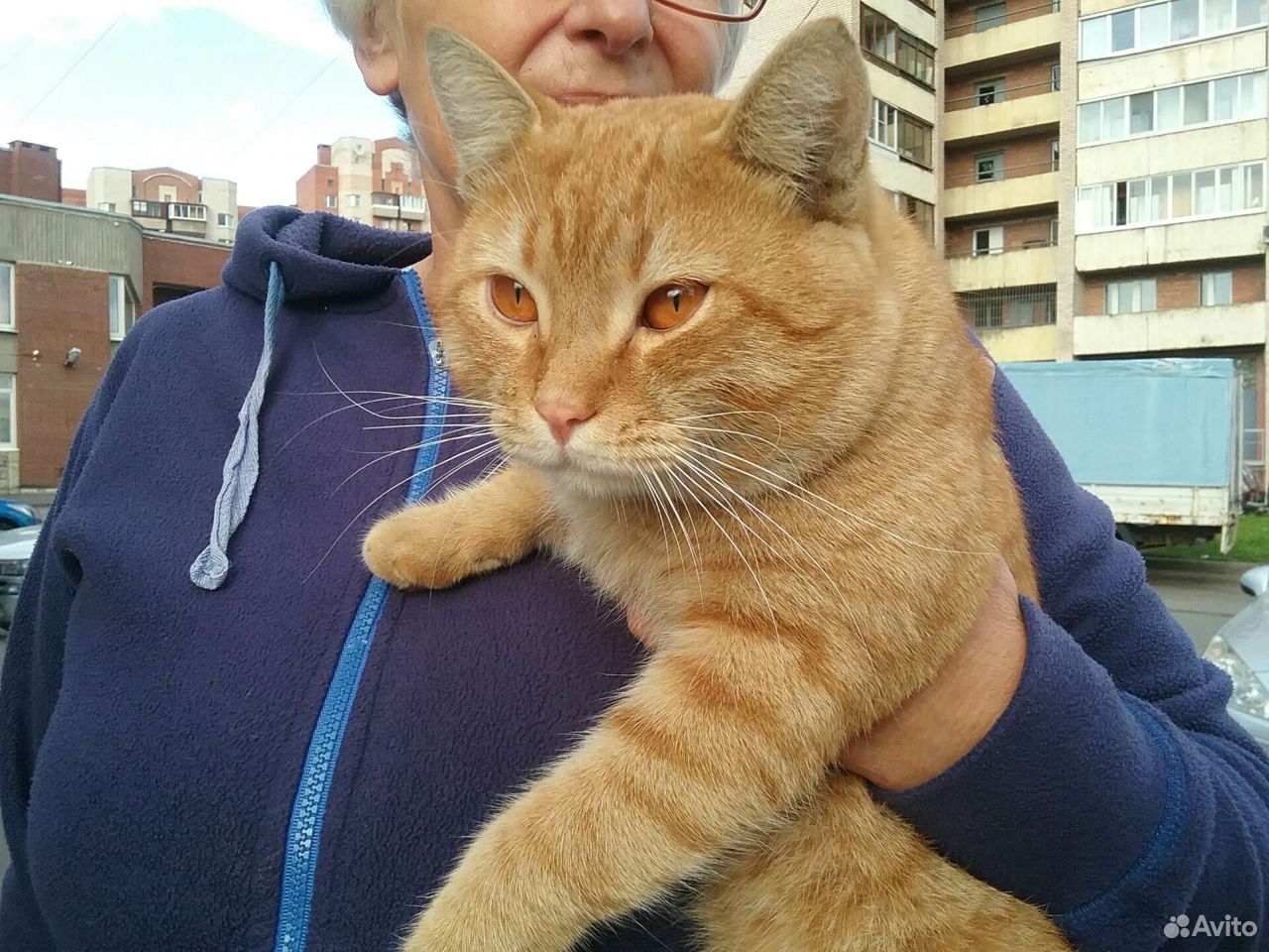 Кот огонь Рыжик