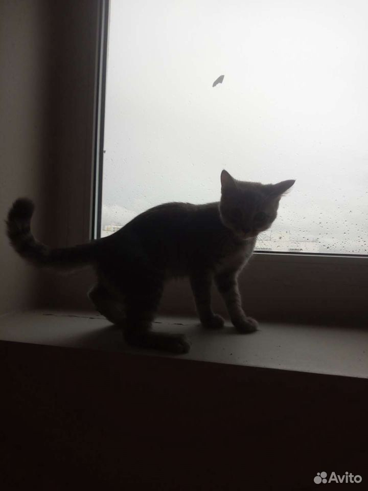 Котёнок