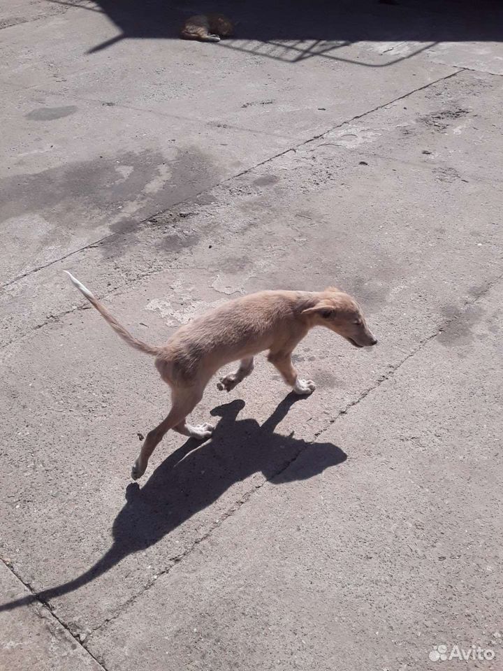 Охотничья борзая собака