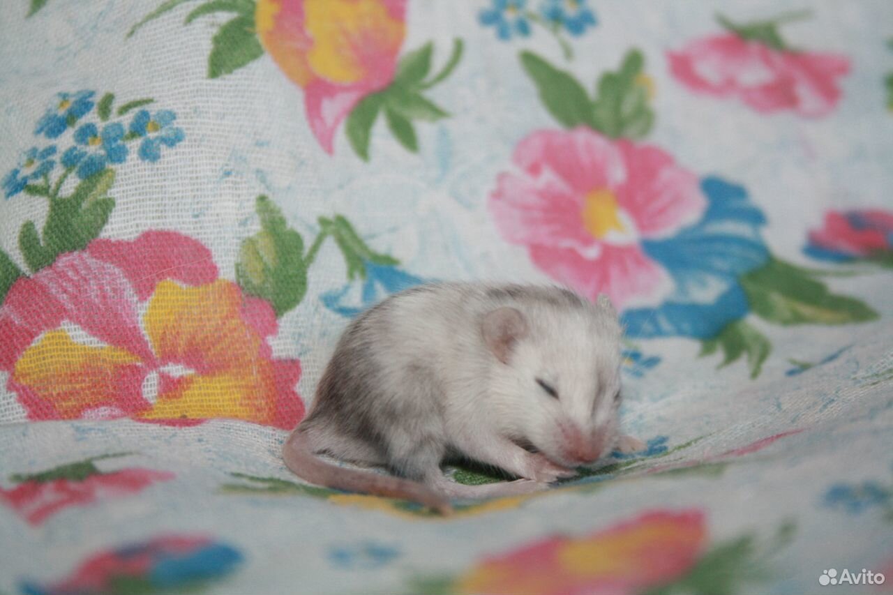 Открыто бронирование на декоративных мышат