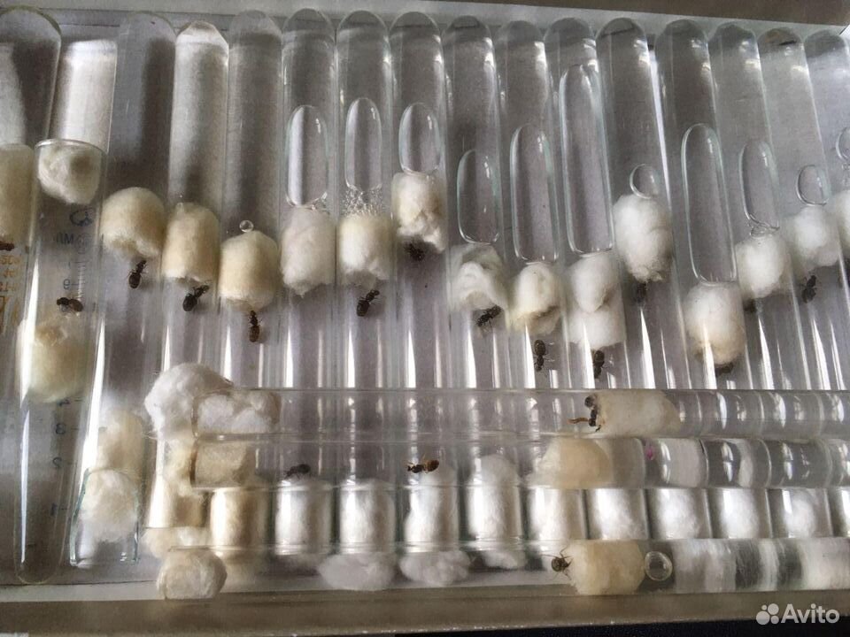 Муравьи (матки, расплод, рабочие)