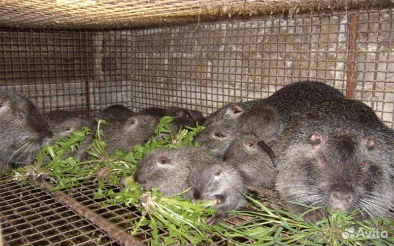Продам молодых нутрий