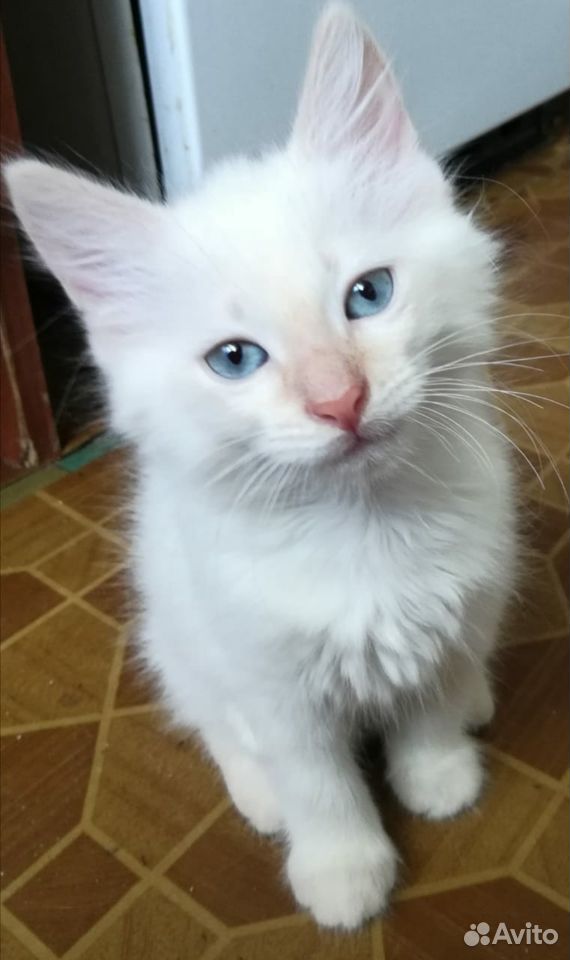 Котенок с сапфировыми глазами в дар 2 мес