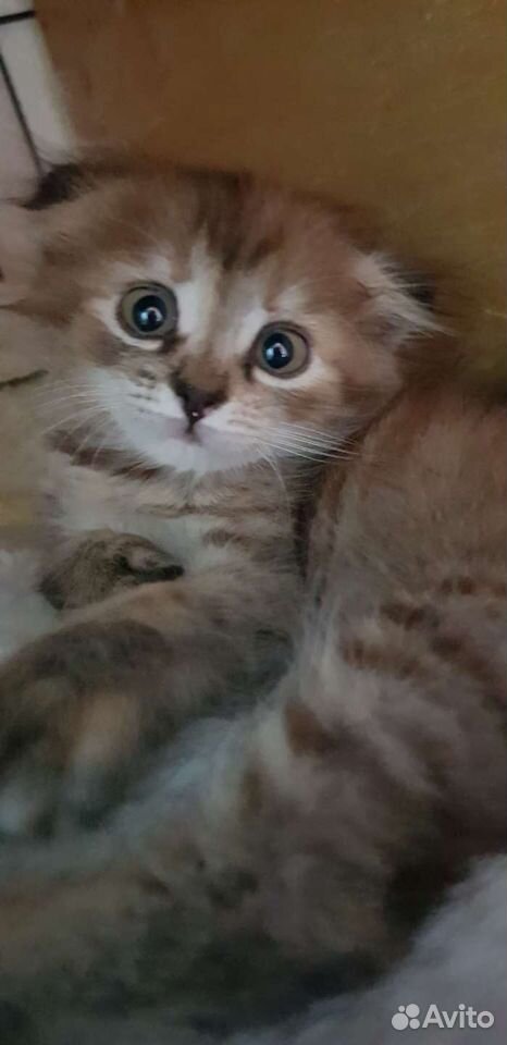 Котенок шотландская вислоухая 2мес
