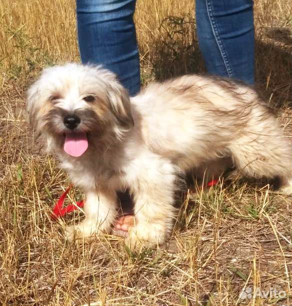 Ищет лучший дом мелкая собачка Боня