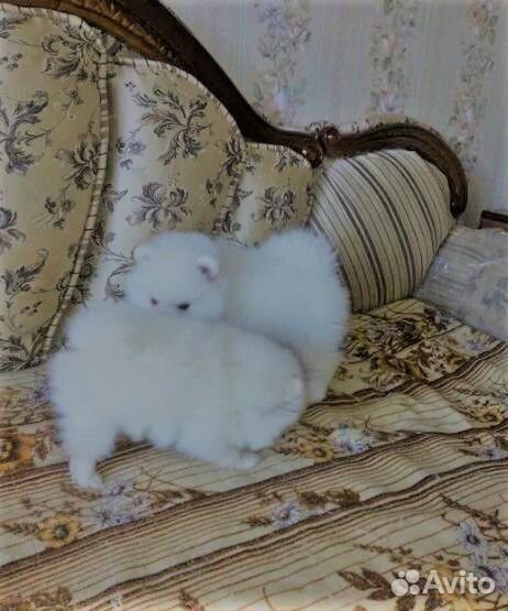 Малыш Шпицусик