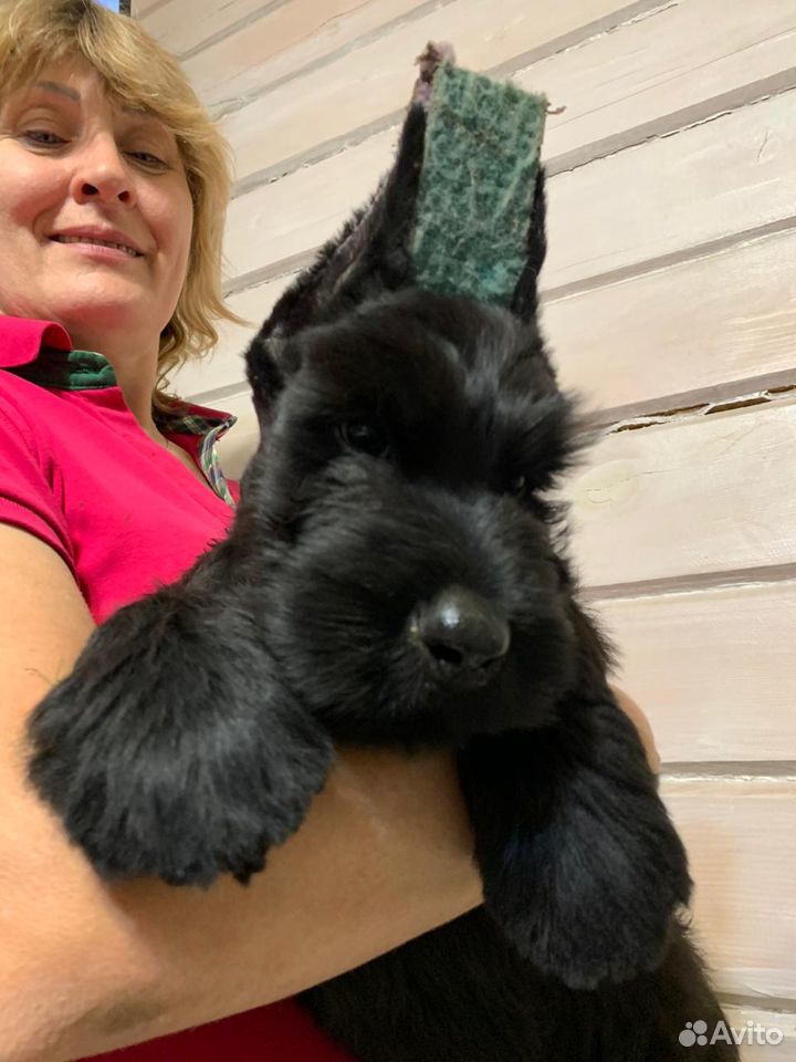 Ризеншнауцер