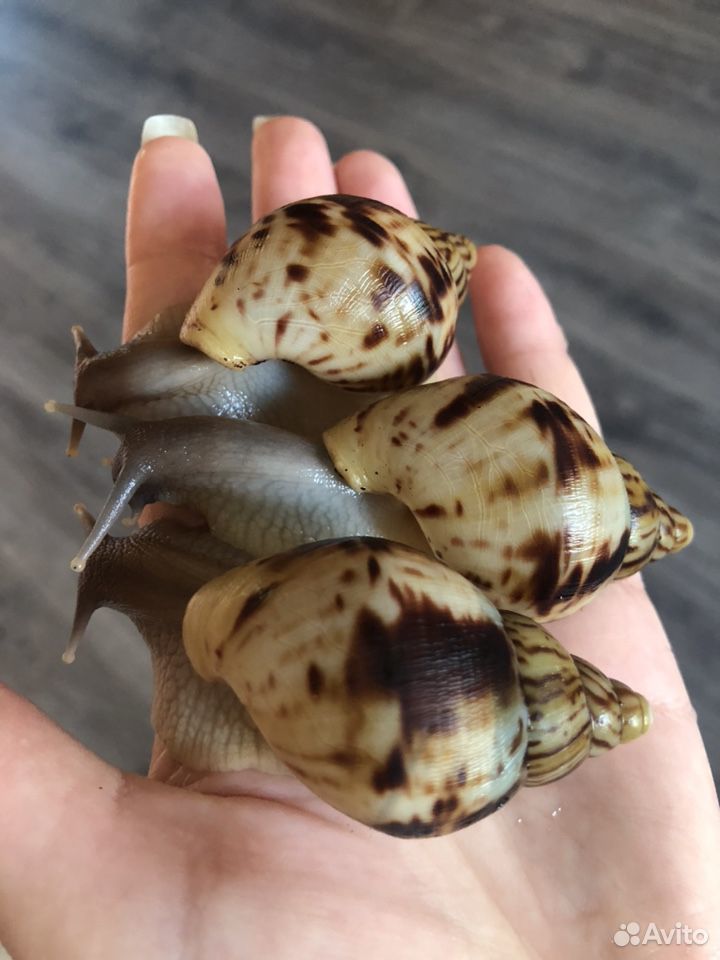 Улитка Ахатина