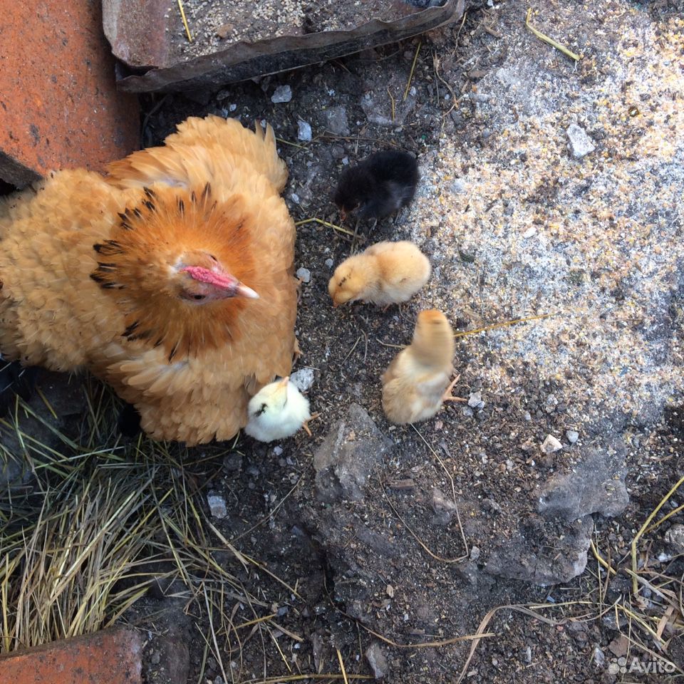 Декоративные куры 500 пара