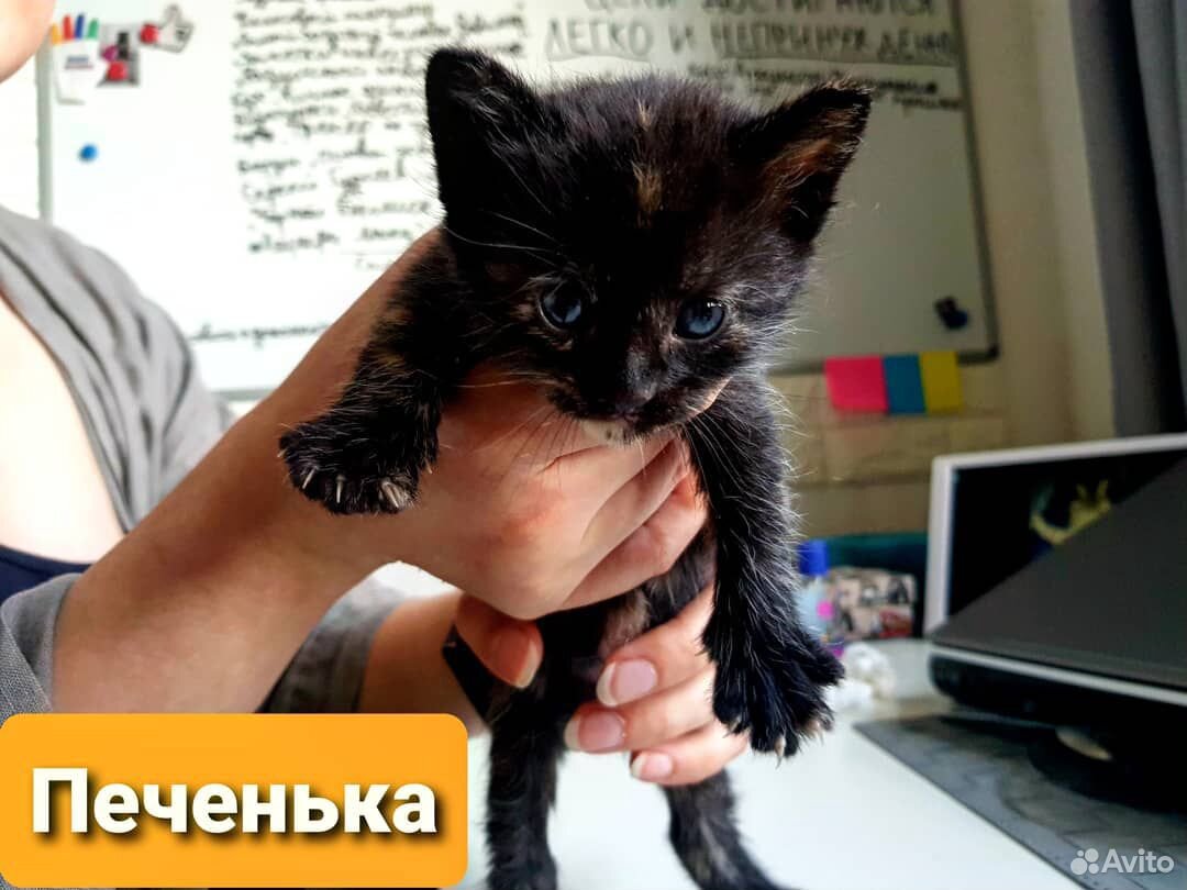 Кошка Печенька