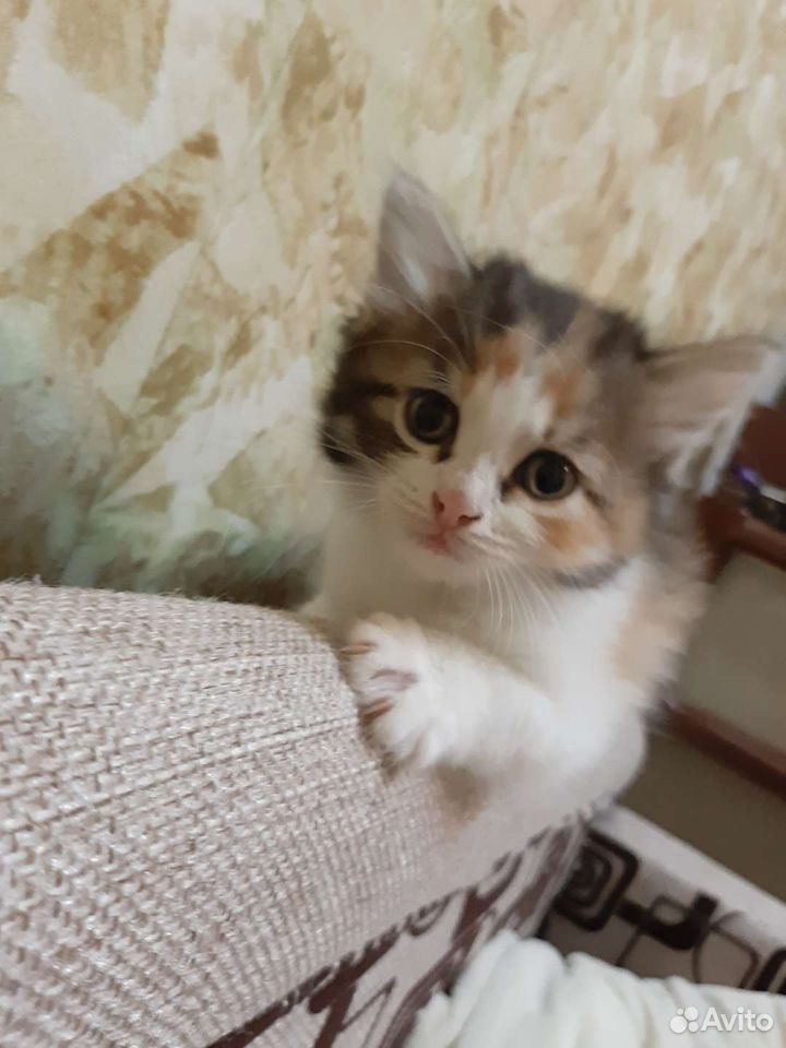 Кошка