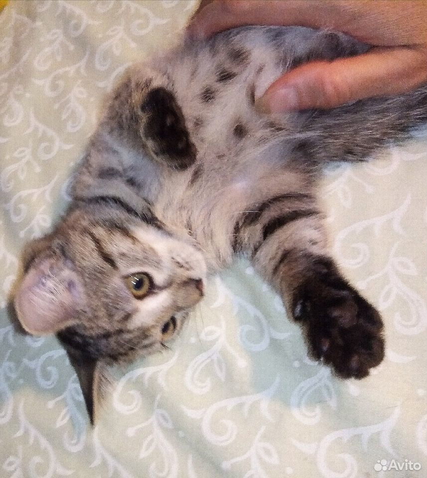 Маруся, 2,5 мес