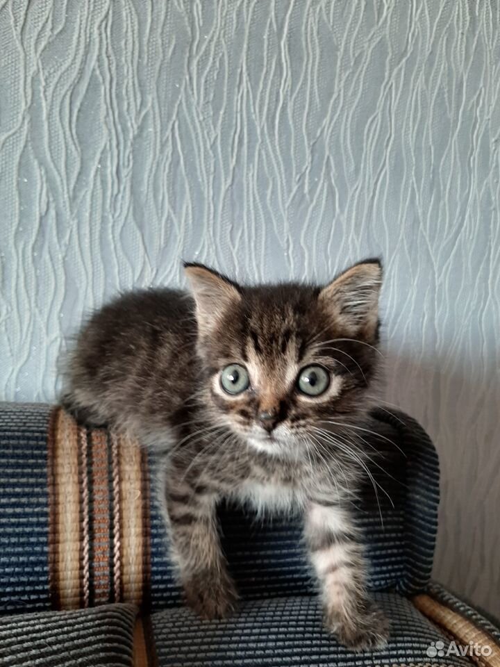 Бриташик мальчик