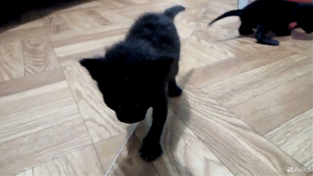 Котята Корниш Рекс