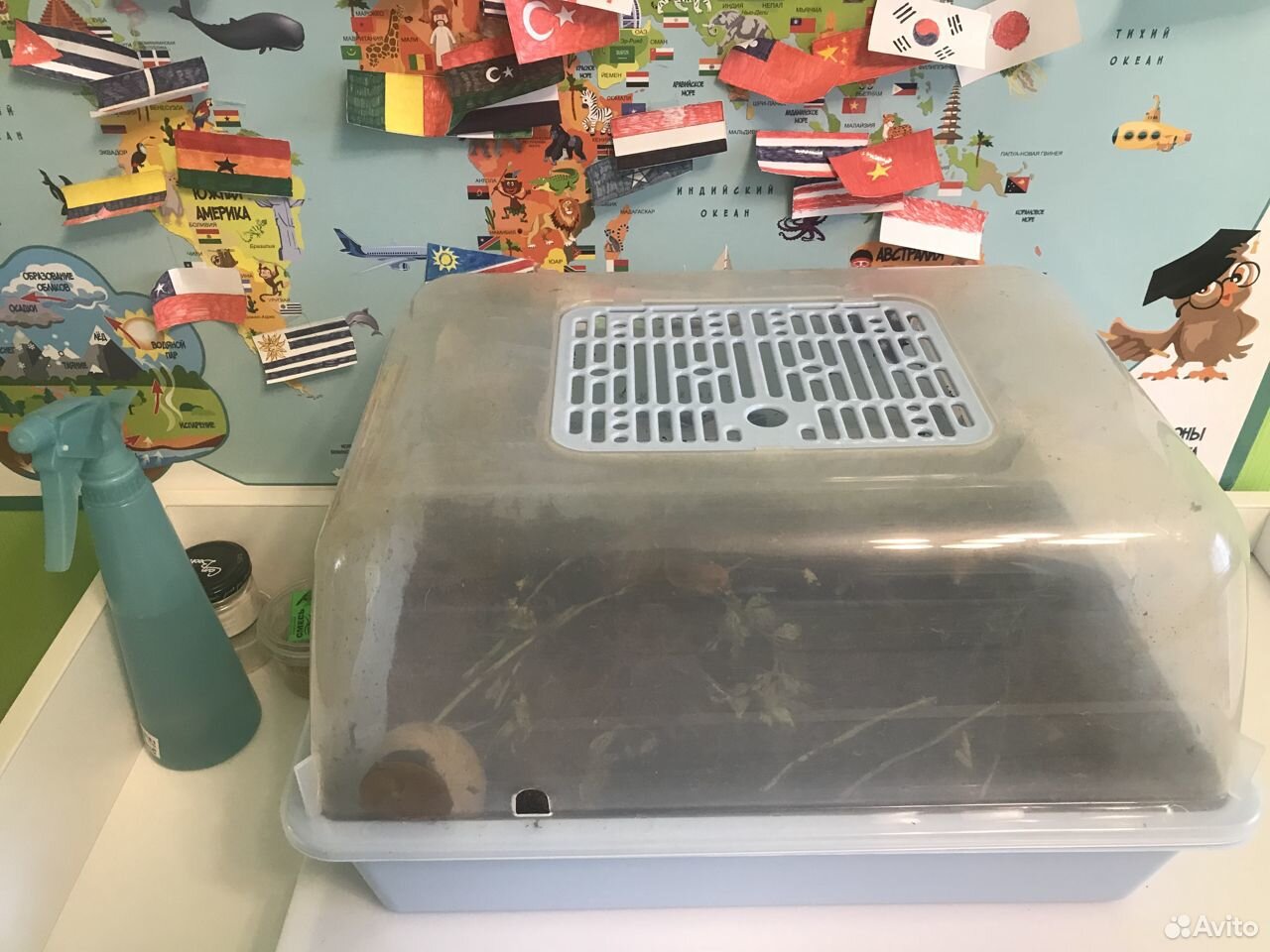 Отдам улиток ахатин. 4 улитки+ контейнер, корм и к