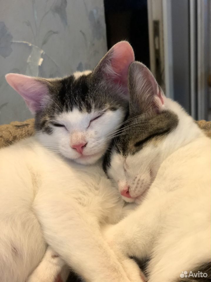 Домашние котята