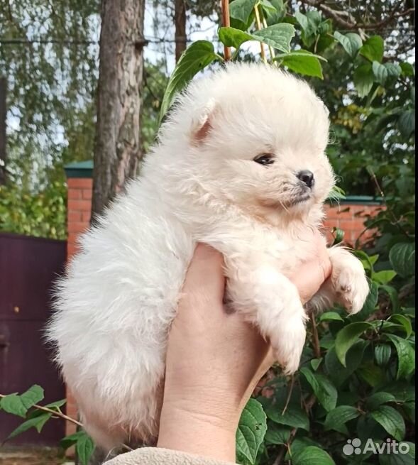 Щенки померанского шпица