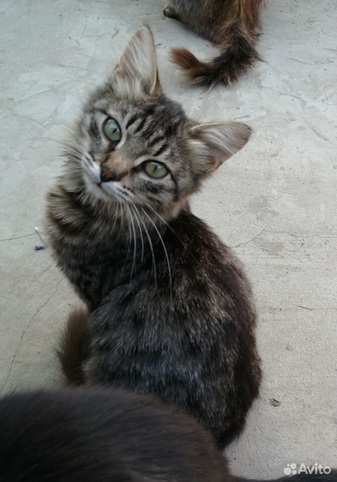 Котик в добрейшие руки