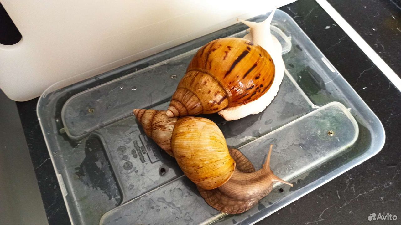Улитки Ахатин и Тигра