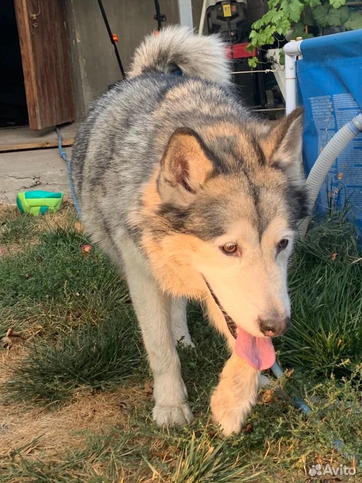 Аляскинский маламут или хаски девочка