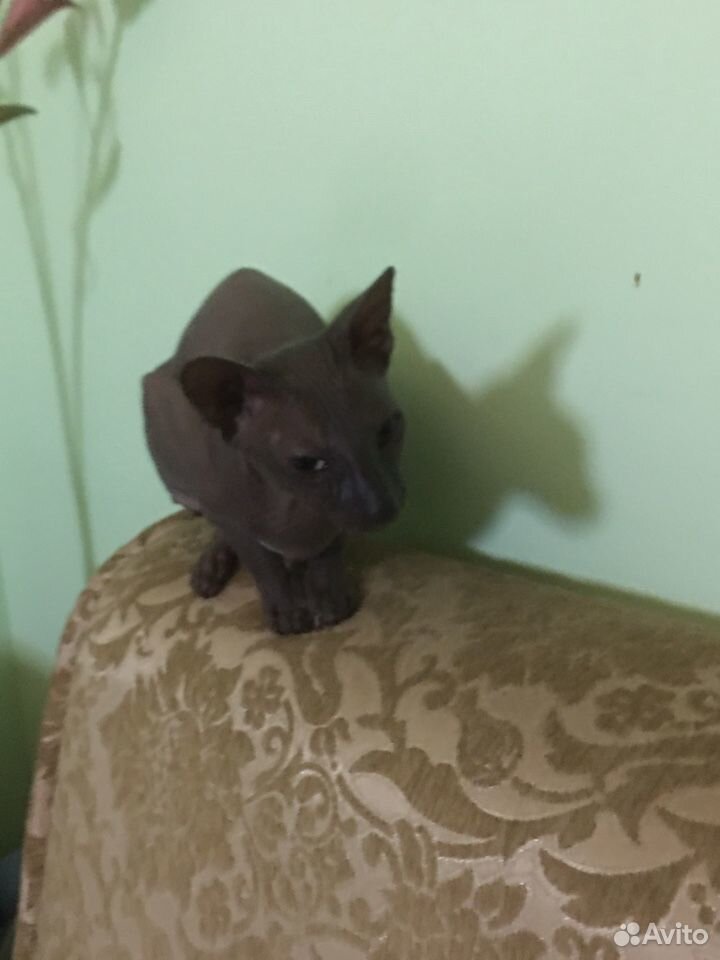 Кошка Петерболд