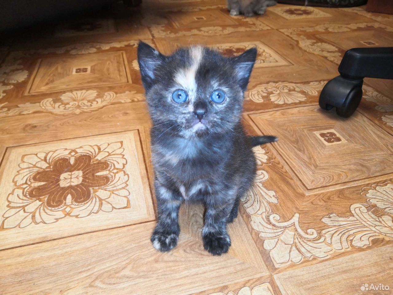 Метис шотландский котенок (черепаховый окрас)