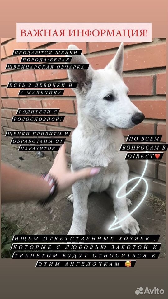 Собака