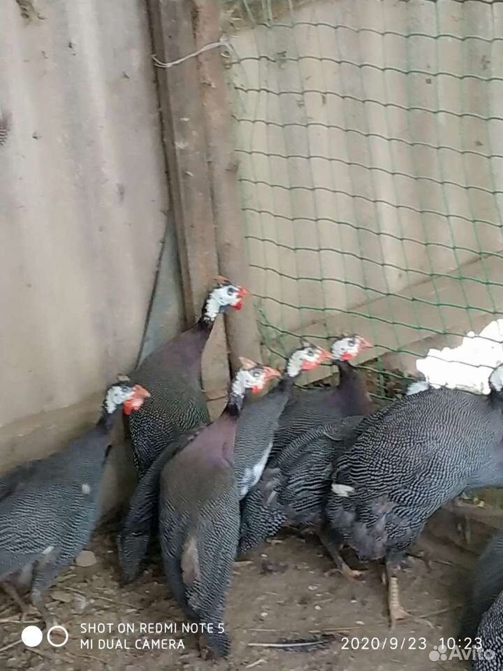 Цесарки и цесарята