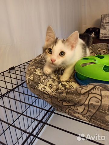 Чудо няшный малыш ищет дом