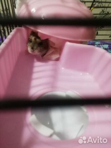 Джунгарский хомячёк