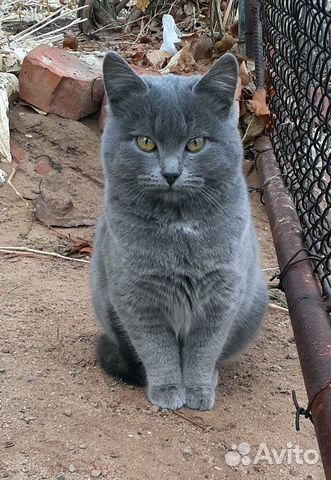 Котенок подросток и кошки в добрые руки