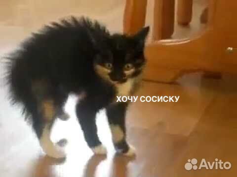 Интересный кот