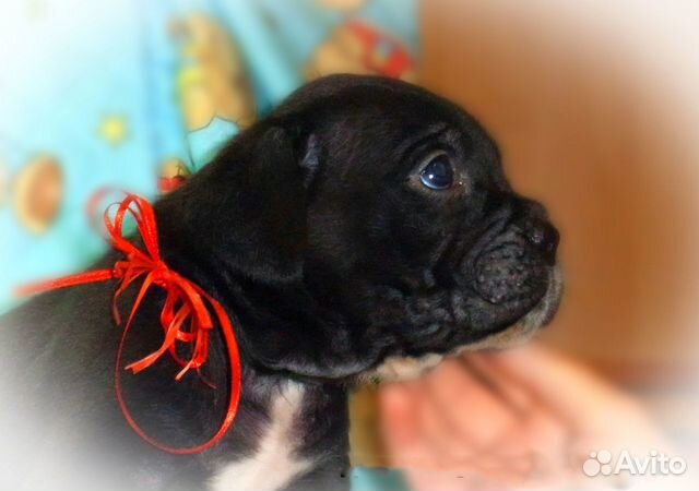 Бронирование. Черный мальчик кане корсо