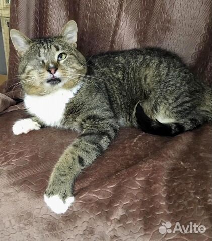 Кот-трактор в добрые руки в дар