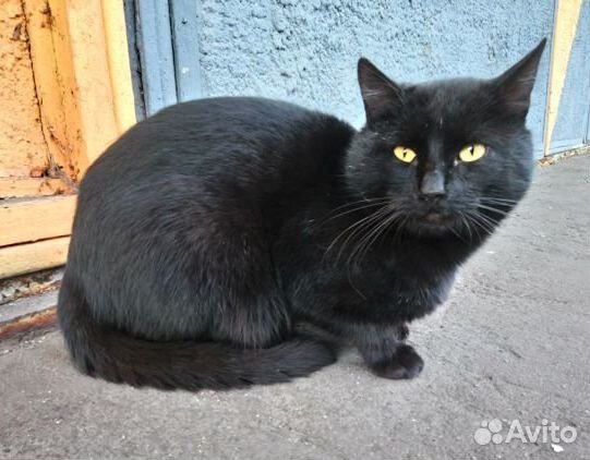 Черный кот