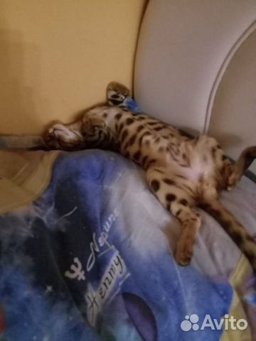 Бенгал ищет невесту