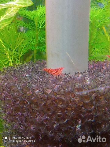 Креветки чери